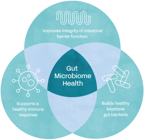 Keystone Postbiotic | Verb Biotics