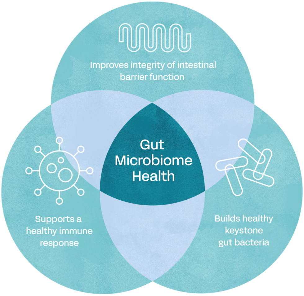 Keystone Postbiotic | Verb Biotics