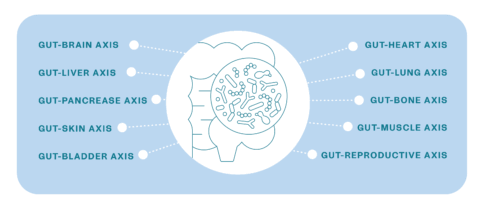 The gut microbiome as an organ? | Verb Biotics