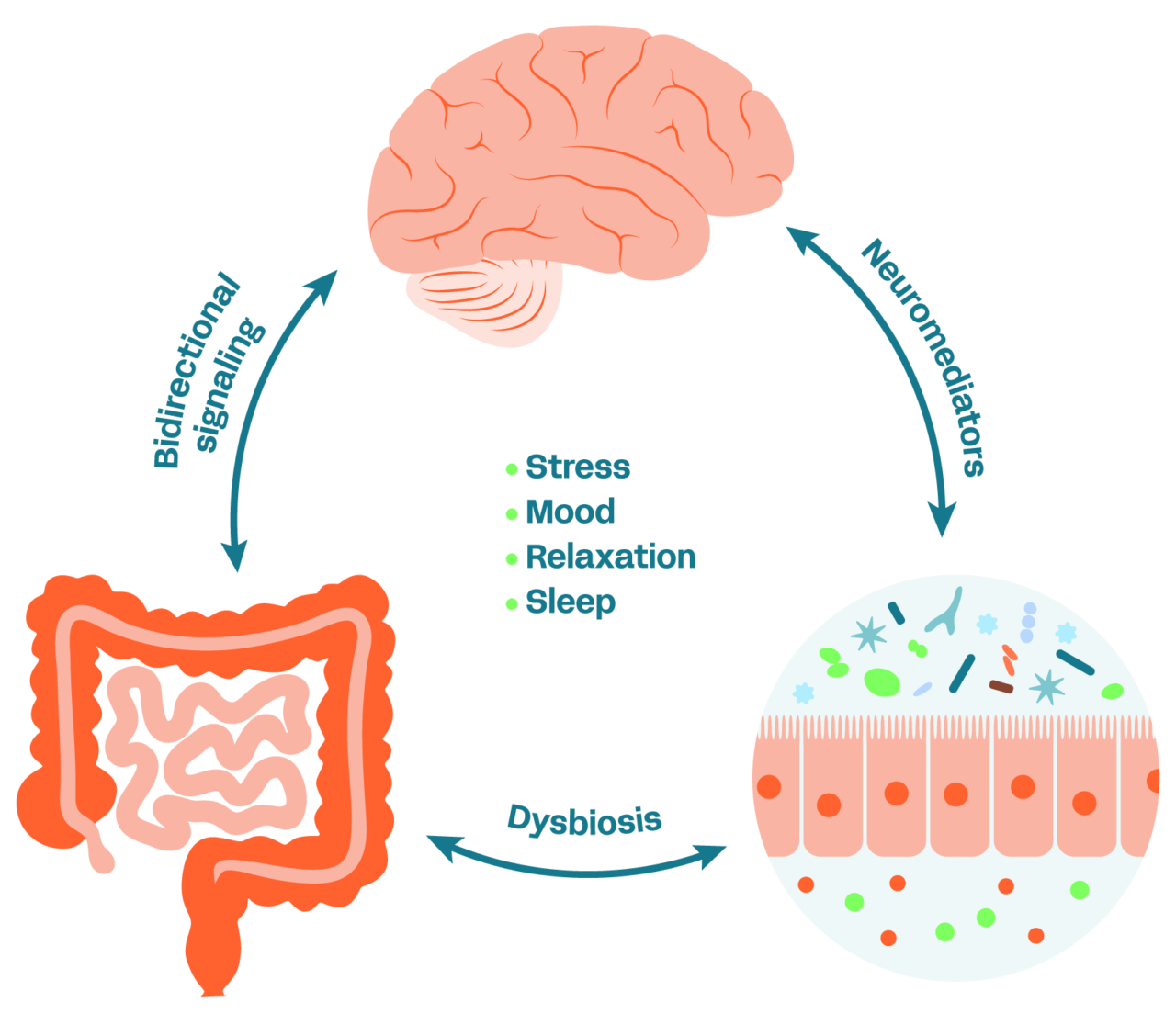 GABA Probiotic | Verb Biotics